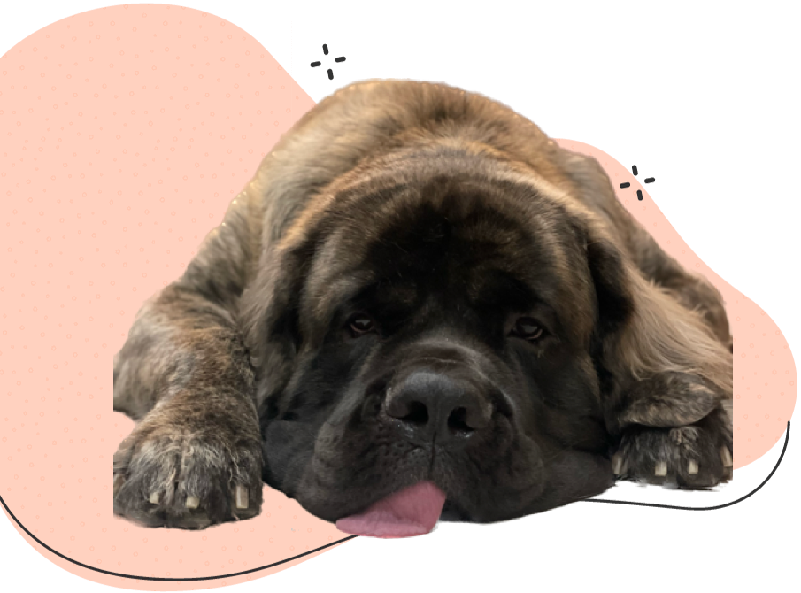 About Us - Happy Hearts and Paws